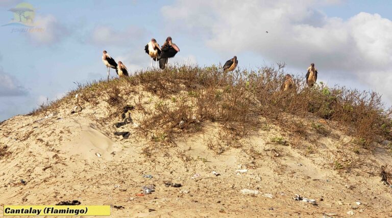 Kismayo City “Never miss Goobweyn Paradise” – Somali Safari Tours ...